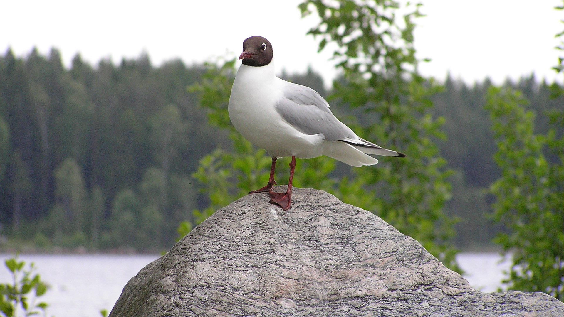 Marina djur 1 – måsar - Praktiskt Båtägande